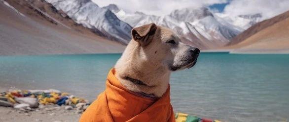 Tell me more about Vacis Exam / X-Ray - 知乎