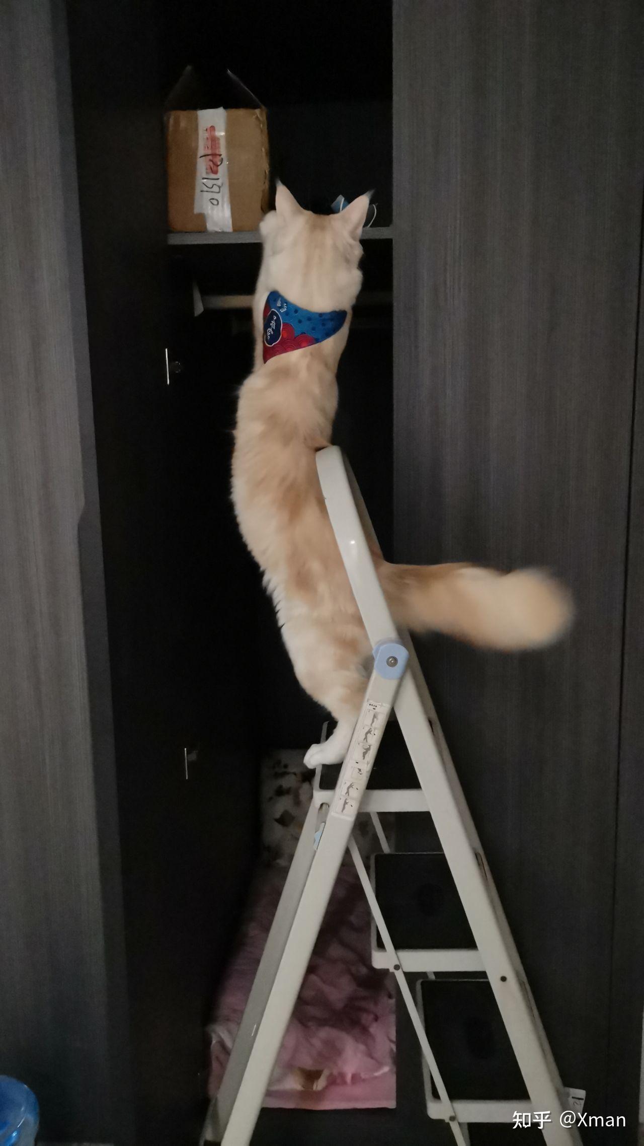 新手养猫，选暹罗还是缅因呢? - 知乎