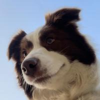 VS2022配置OpenCV+Libtorch(CPU版)教程（个人经验版） - 知乎