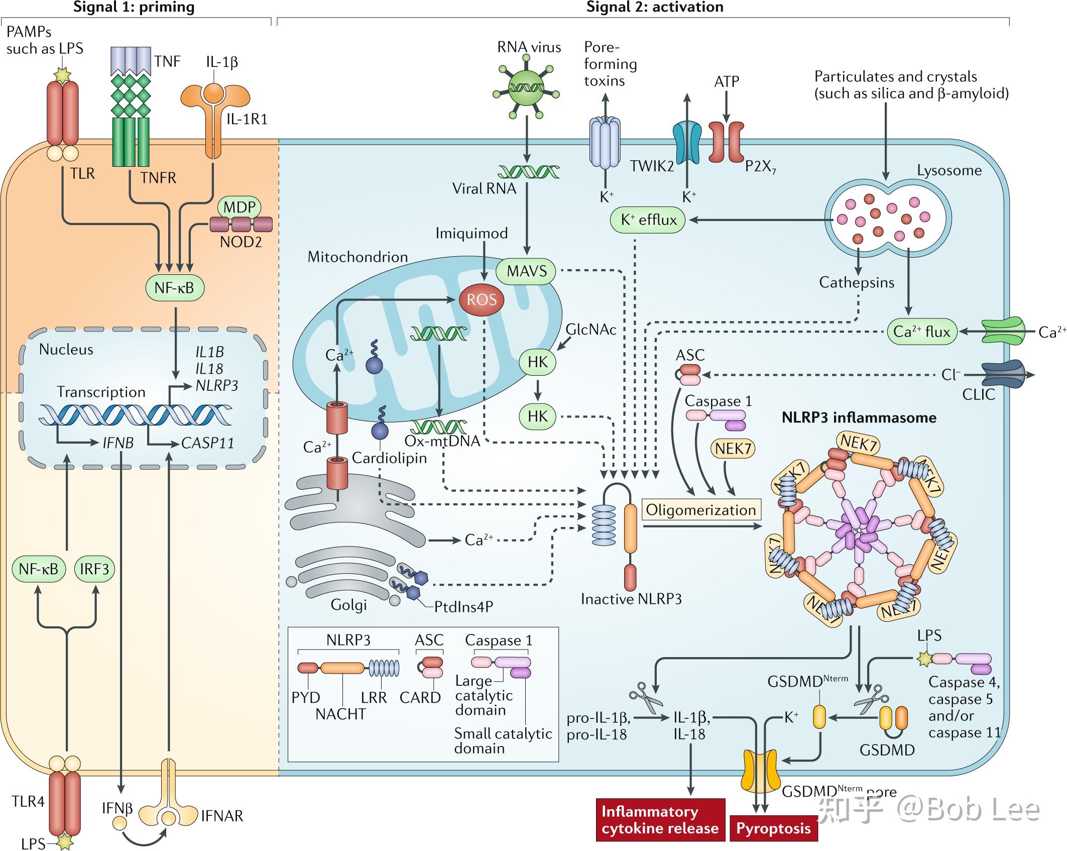 classical NLRP3 inflammasome signaling pathway - 知乎
