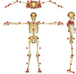 AnyBody人体建模仿真及生物力学分析系统_上海形宙数字技术有限公司