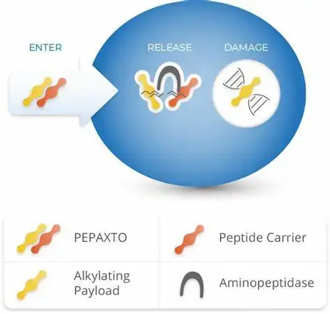 死亡风险升高，首款PDC药物Pepaxto验证性临床遭FDA终止 - 知乎