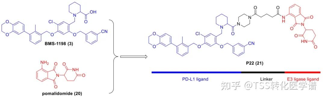 【JMC】免疫检查点PD-L1蛋白降解剂和调节剂研发现状 - 知乎