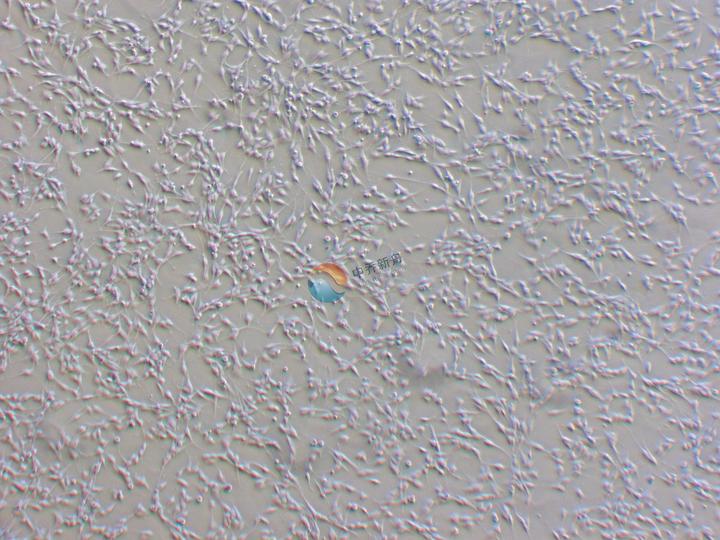 必须要知道的BEAS-2B细胞培养基本功！ - 知乎