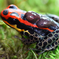 【地球演义】铁虿狰狞4：节肢巅峰 - 知乎