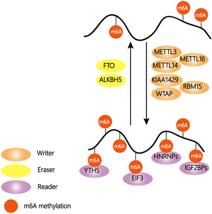 癌症研究套路：m6A RNA甲基化方向 - 知乎