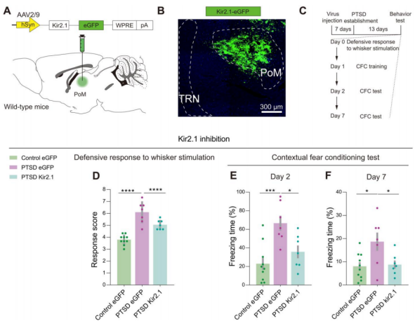 小布解读 | NaChBac＆Kir2.1在神经环路功能研究中的应用 - 知乎