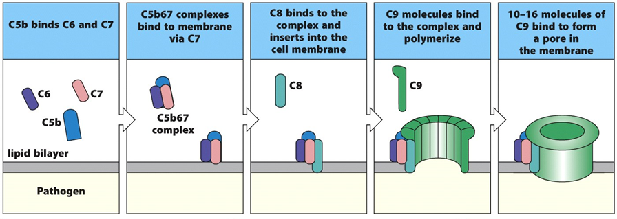 固有免疫 （一）：第一道防线 - 知乎