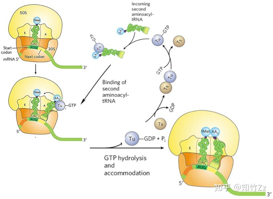 体内蛋白质的合成过程有哪些关键步骤？ - 知乎