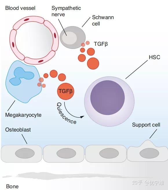 TGF-β：乘风破浪的转化生长因子 - 知乎