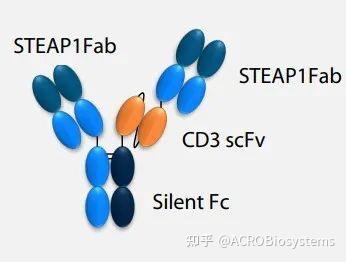 T细胞衔接器：肿瘤与自身免疫治疗的双重突破 - 知乎