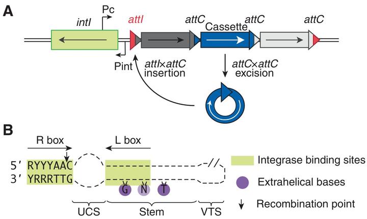 机器学习设计靶向任意序列的attC重组系统 - 知乎