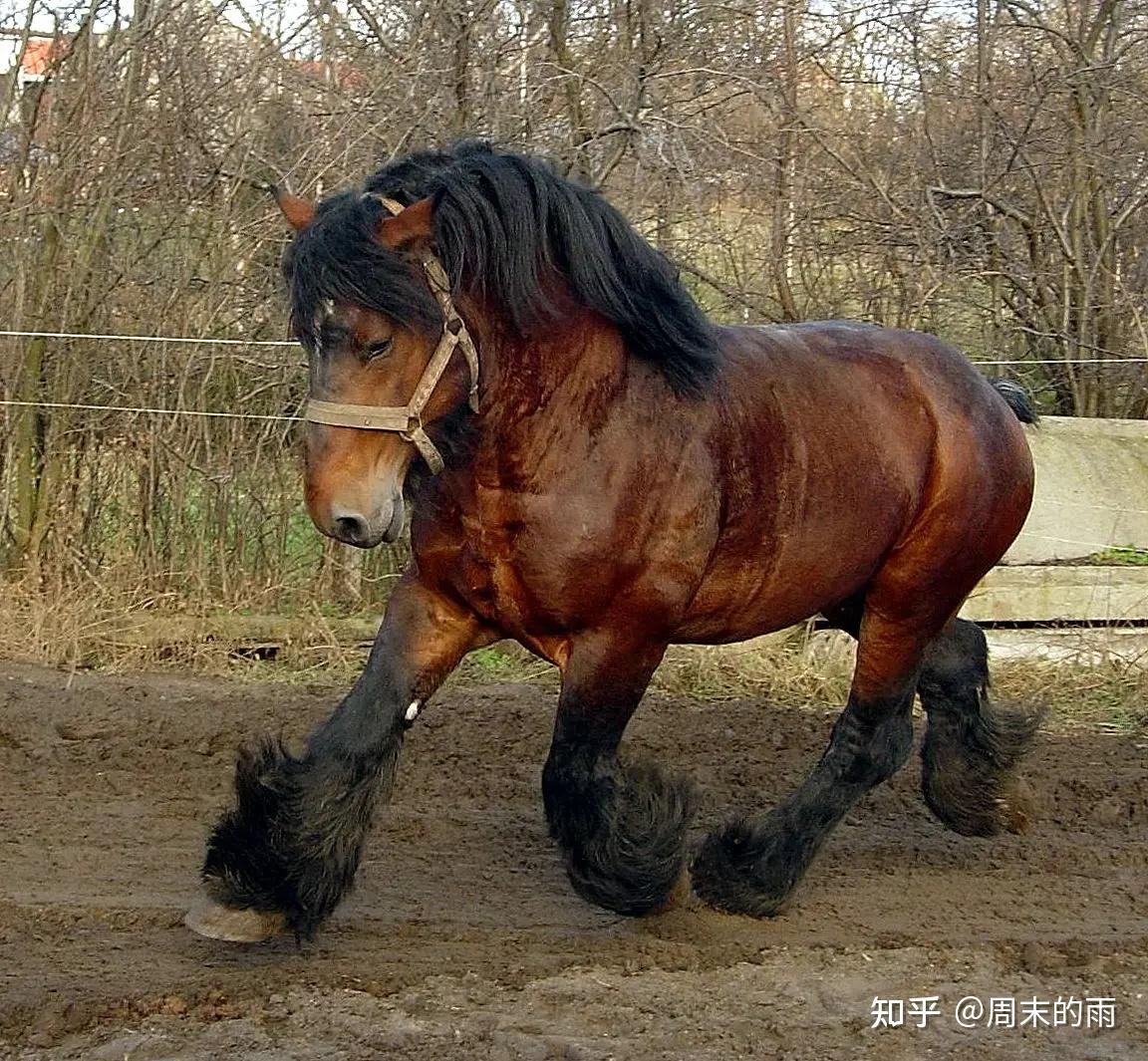 最漂亮的16种马 - 知乎