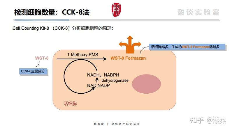 有救啦!cck 8、mtt、划痕实验 、pi染色等14个实验,巨详细! 知乎
