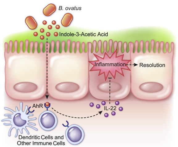 新一代益生菌之-卵形拟杆菌(Bacteroides ovatus)培养方法和免疫调节作用 - 知乎