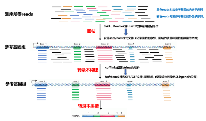 学习笔记|一文掌握RNA-seq理论部分 - 知乎