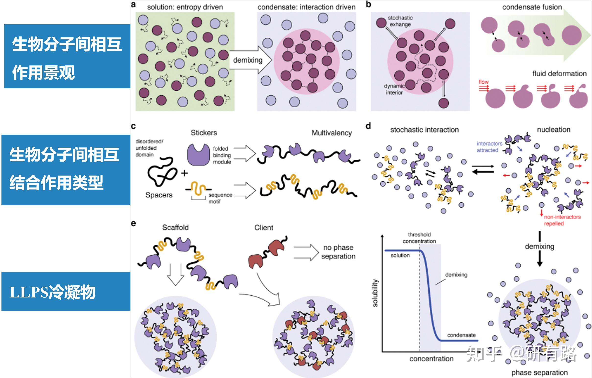 现代生物医学新前沿—液-液相分离（LLPS），一区级项目冲刺，临床研究大有可为~ - 知乎