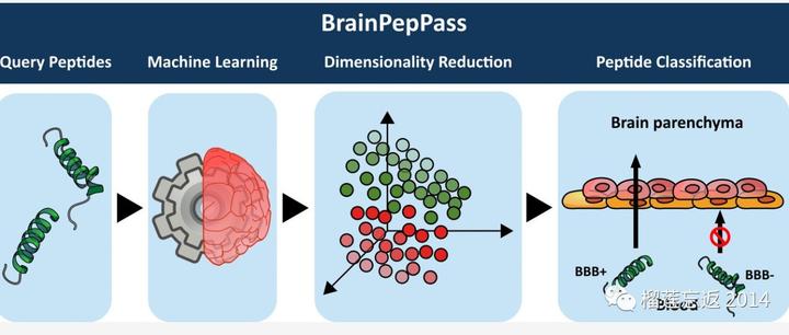 JCIM | BrainPepPass：预测血脑屏障穿透肽的新框架 - 知乎