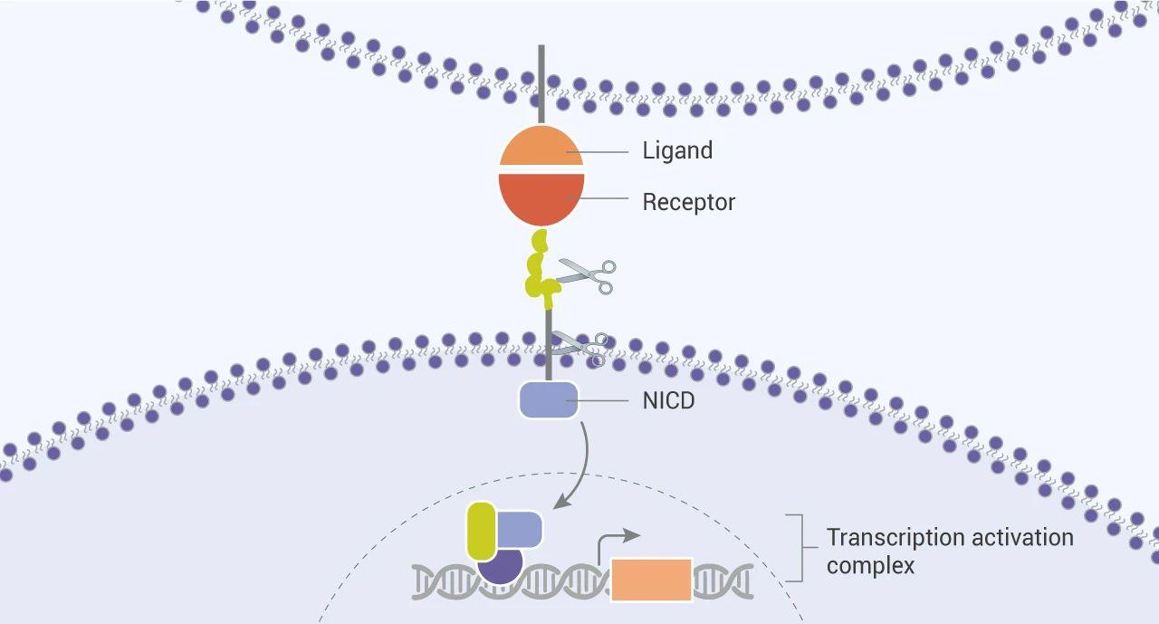 什么是 Notch 信号通路？ - 知乎
