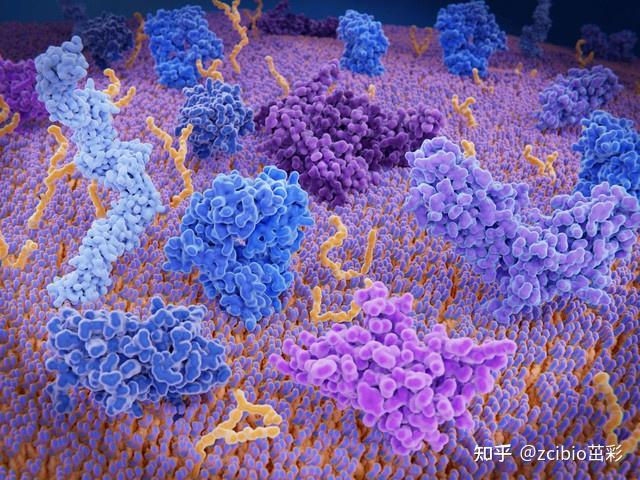 尿嘧啶（Uracil）液相HPLC检测|茁彩生物 - 知乎