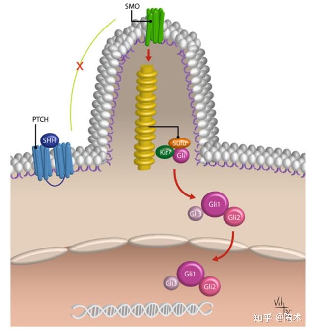 快速了解Wnt/Hedgehog/Notch 通路 - 知乎
