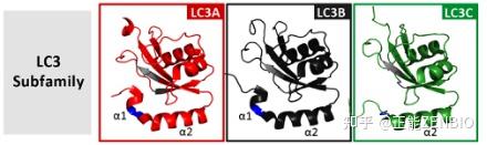 LC3B在自噬过程中是怎样合成与代谢的？ - 知乎