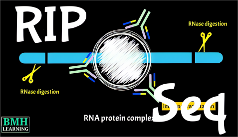 国自然热点 | RNA结合蛋白调控机制研究方法之RIP-seq - 知乎