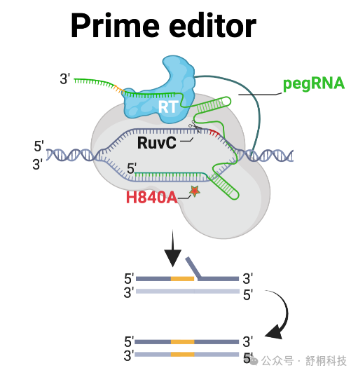 基因编辑工具分享（十六）| SynDesign：简化Prime Editing pegRNA设计的创新平台 - 知乎
