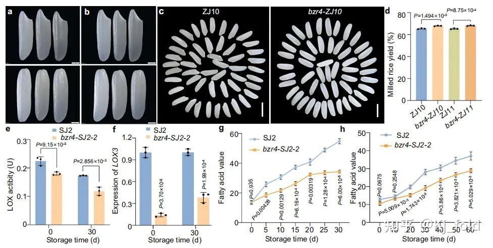 Nature Communications｜国内团队揭示OsBZR4基因突变体具有影响水稻产量和耐储存性的应用潜力 - 知乎