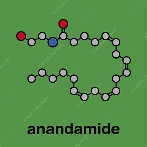 神奇的分子 阿南达胺（内源性大麻素，极乐分子Anandamide） - 知乎