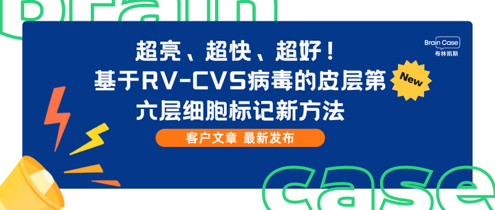 小布解读｜超亮、超快、超好！基于RV-CVS病毒的皮层第六层细胞标记新方法 - 知乎