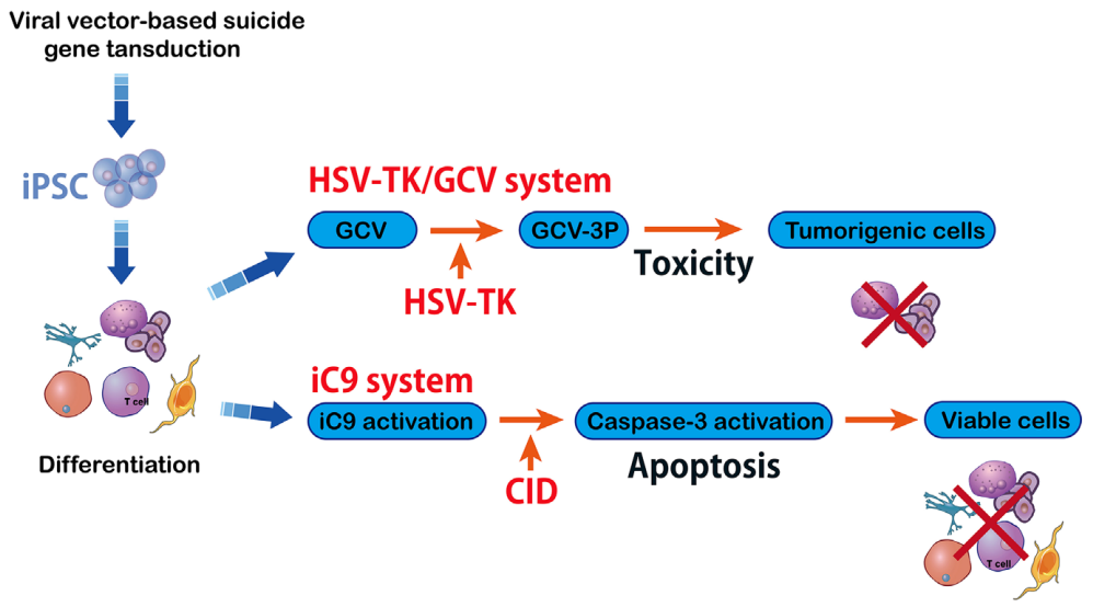 工程化TCR-T细胞免疫疗法在抗癌精准医学中的利弊 - 知乎