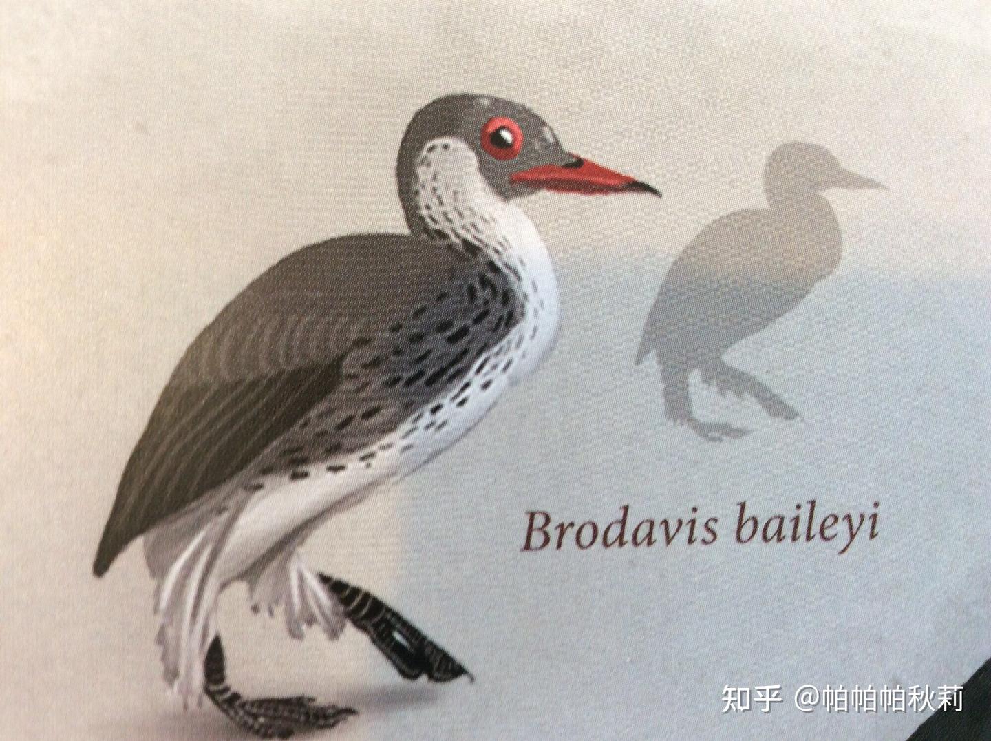 地狱溪组物种简介（不全龙族篇） - 知乎