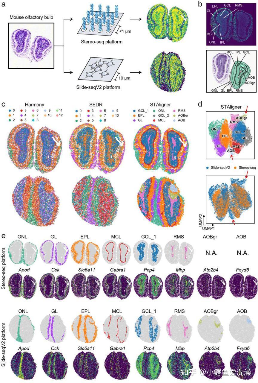 STAligner论文阅读整理 - 知乎