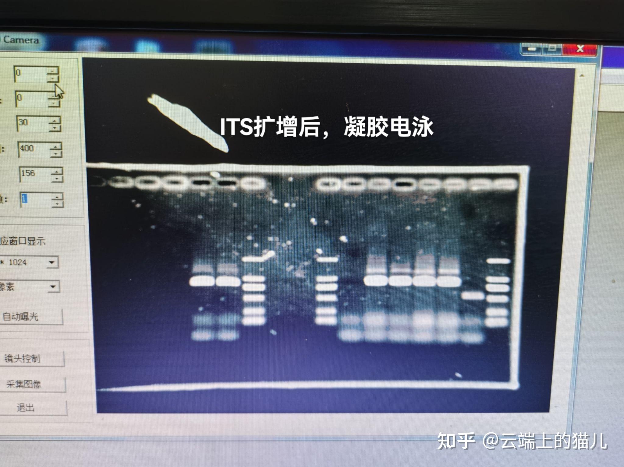 做分子鉴定真菌，用的是通用引物ITS1和ITS4，有个真菌PCR扩增3次都没扩出来，各位知道是为什么？ - 知乎