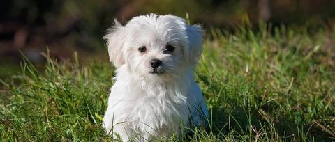 程序员的福音 - Apache Commons Lang - 知乎