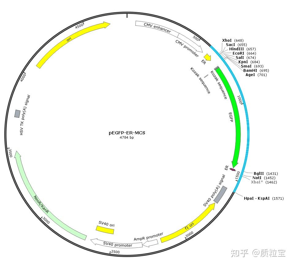 设计详细的实验确定该基因表达产物的亚细胞定位？ - 知乎