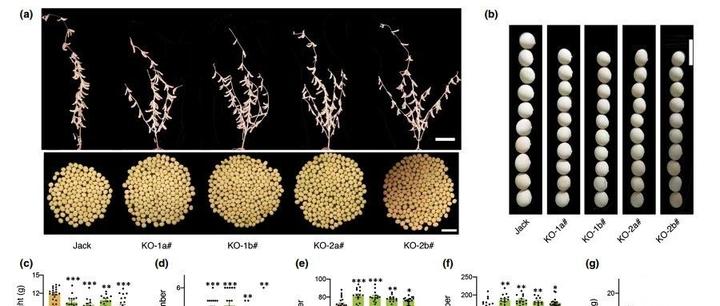 【New Phytol】赤霉素3β-羟化酶的下调增强了大豆的光合作用并提高了种子产量 - 知乎