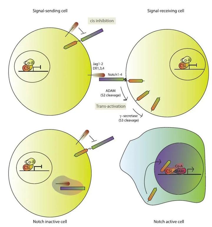【AmBeed浅析】Notch信号通路的奥秘 - 知乎