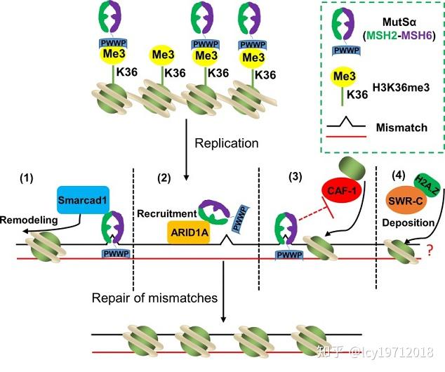 DNA复制的忠实性及其生物学意义 - 知乎