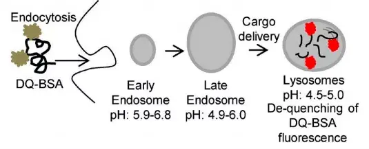 腺病毒在自噬研究中的应用 - 知乎