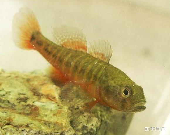 谁认识这个鱼? - 知乎