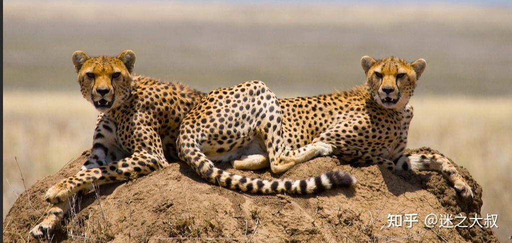 是不是除了人类和猿类，其它动物都有尾巴？为什么？ - 知乎