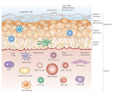 艾滋病“红点”皮疹具体是什么样子？ - 知乎