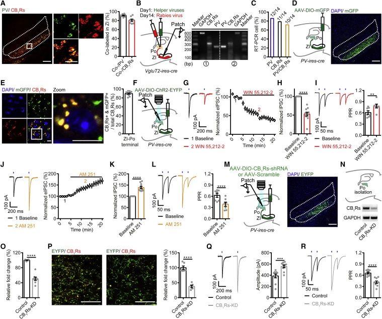 疼痛调节的Po-ZI通路 - 知乎