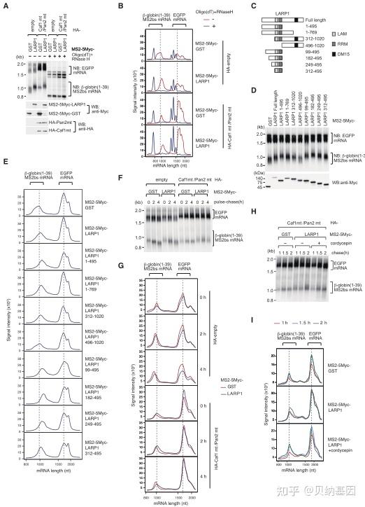 Poly(A)尾研究文献解读｜TOP mRNA poly(A)尾长和核糖体装载的mTOR和LARP1依赖性调节 - 知乎
