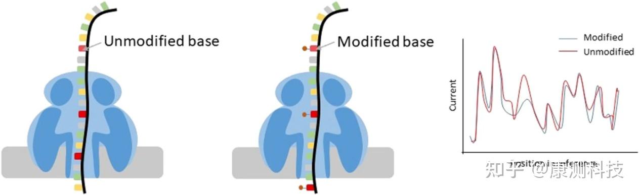 Nanopore Direct RNA Sequencing技术白皮书 - 知乎