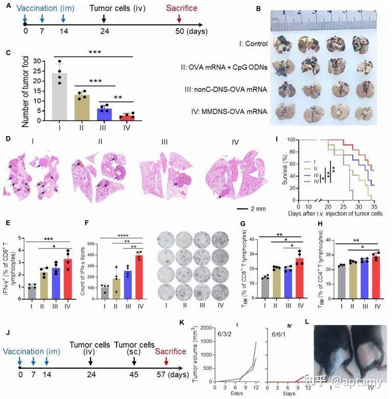 Sci Adv：搭建mRNA疫苗的专属工作间 - 知乎