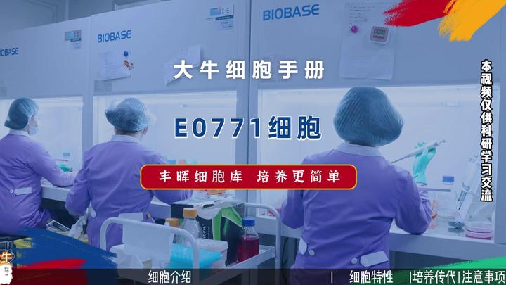 E0771细胞培养，小鼠髓样乳腺癌细胞培养攻略 - 丰晖生物 - 知乎