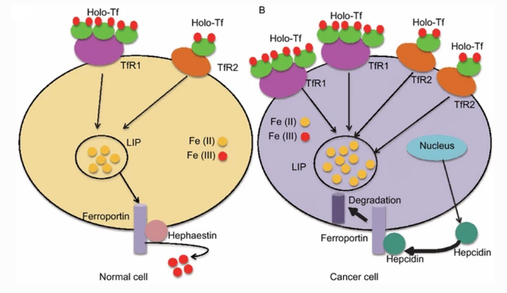 如何查找“铁代谢”相关的基因？ - 知乎